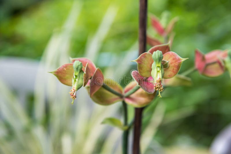 Pedilanthus Bracteatus Flower Plant Stock Image - Image of plant ...