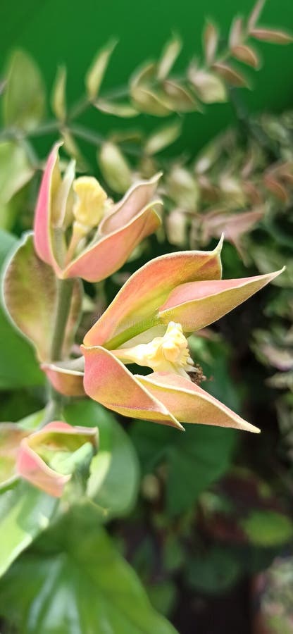 Pedilanthus tithymaloides foto de stock. Imagem de planta - 250401950