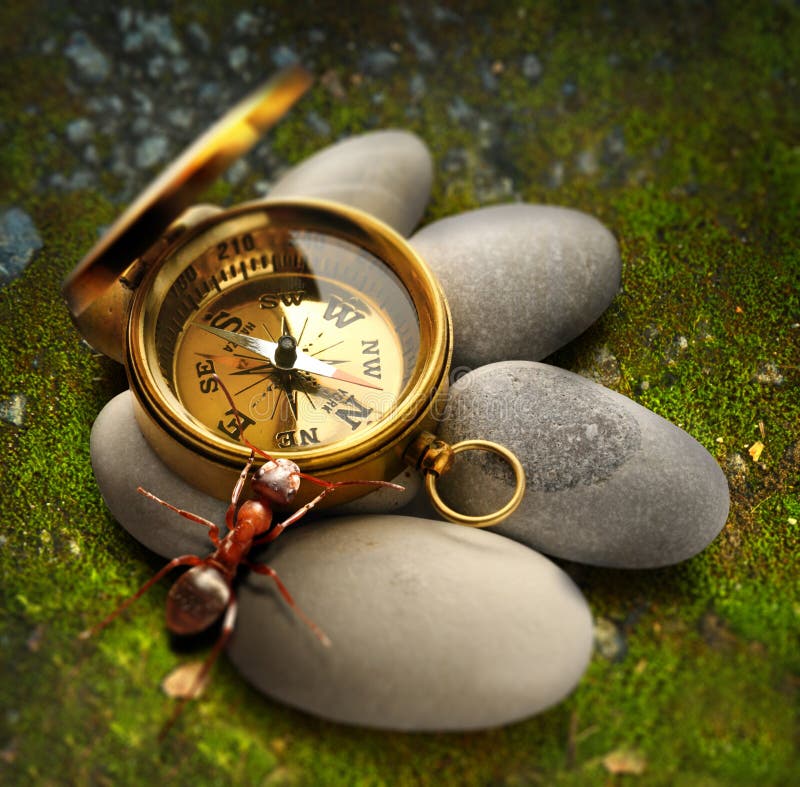 Formiga, Bússola E Pedras Do Mar Imagem de Stock - Imagem de floresta ...