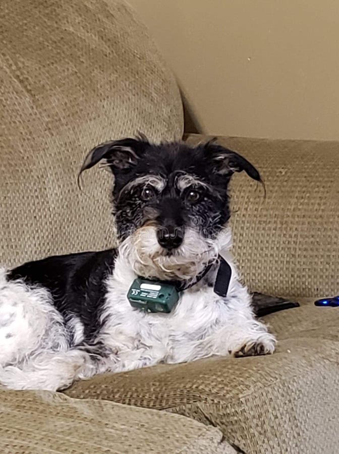 Pedro Dog Pensive Furry Handsome Stock Photo - Image of handsome, pedro ...