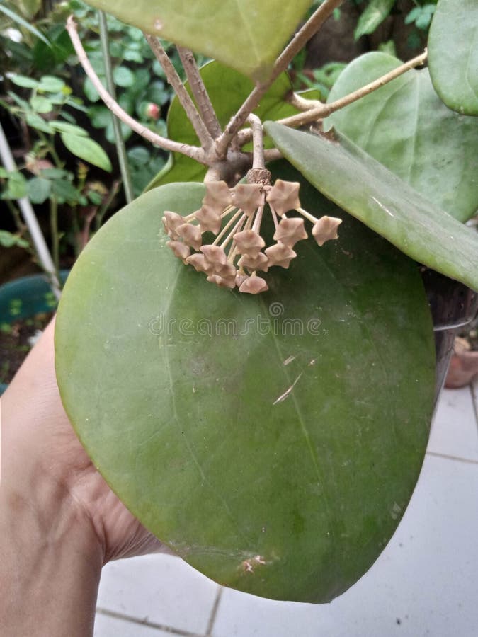 Peduncle Flower of Hoya Glabra Stock Image - Image of nature, exotic ...