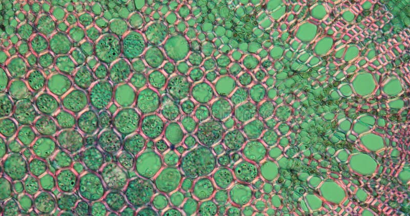 Pedunculate Oak Fruit Stalk Stock Footage - Video of quercus ...