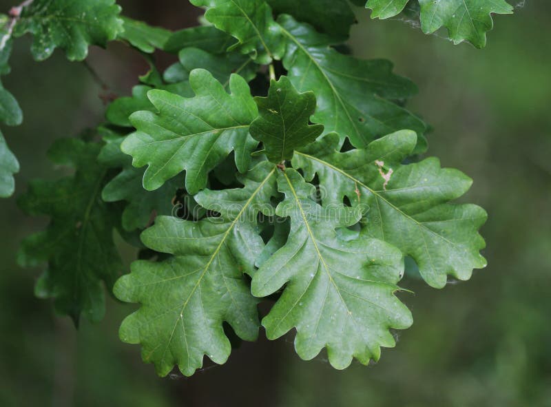 Old Growth Pedunculate Oak Broadleaf, Deciduous, Temperate Wetlands ...