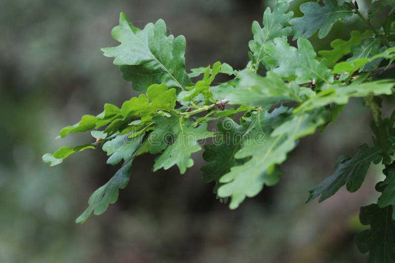 Old Growth Pedunculate Oak Broadleaf, Deciduous, Temperate Wetlands ...