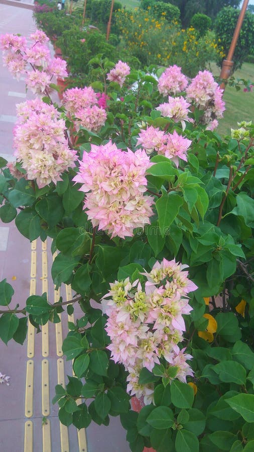 Pee Gee Hydrangea Stock Photos - Free & Royalty-Free Stock Photos from ...