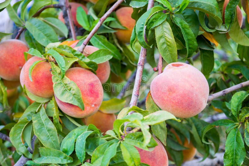 Peech fruits in the tree stock image. Image of agriculture - 58751219