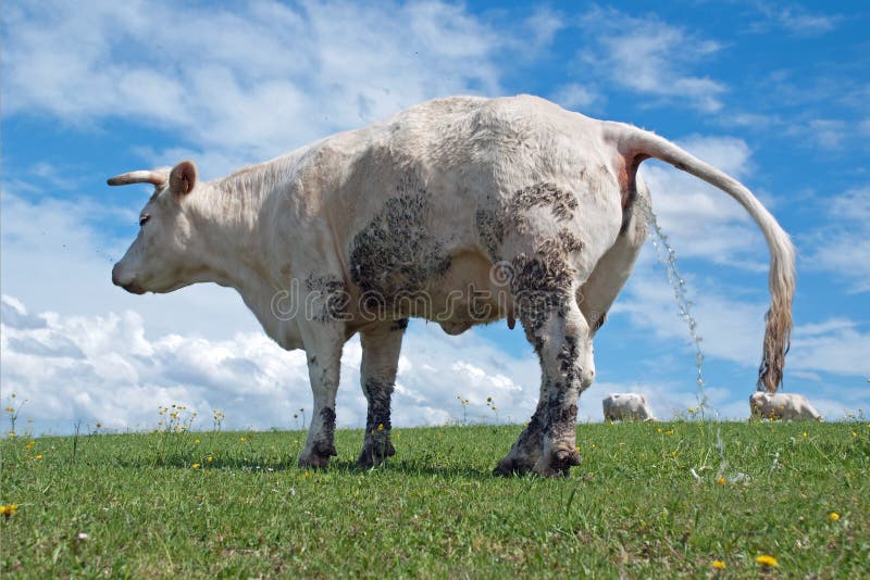 Cow Peeing Stock Photos - Free & Royalty-Free Stock Photos from Dreamstime