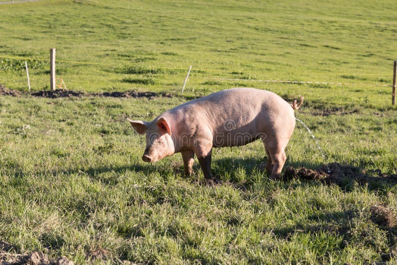 Peeing_pig stock image. Image of standing, grazing, meadow - 190109613