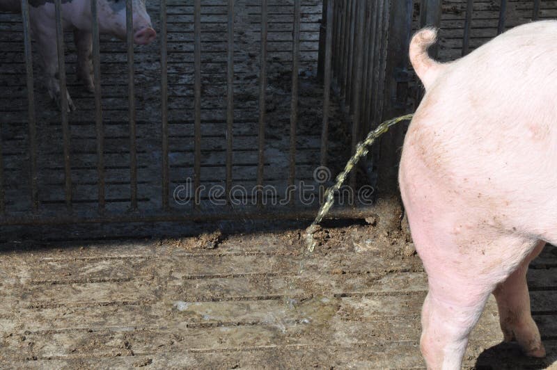 Peeing pig stock photo. Image of excrement, tinkle, fatten - 55036508
