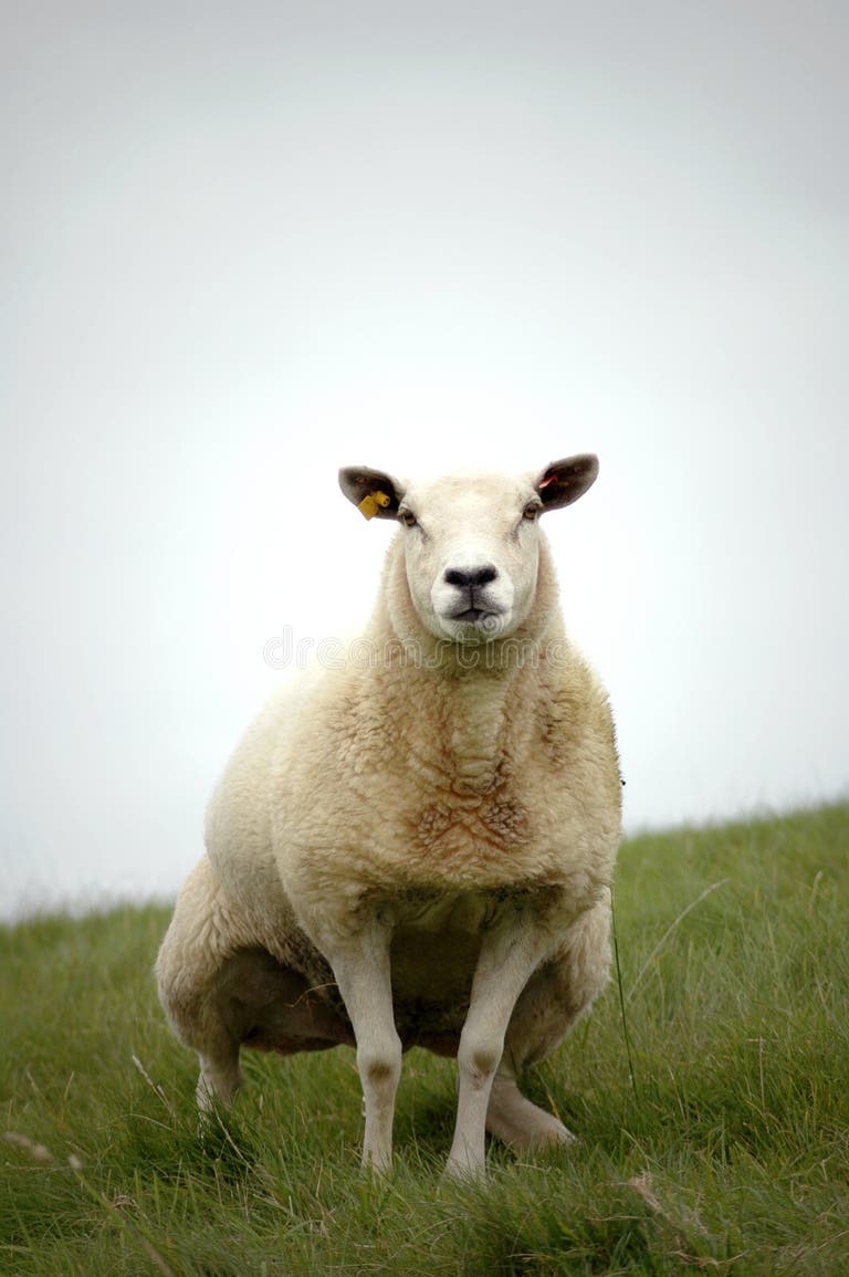 2,186 Peeing Stock Photos - Free & Royalty-Free Stock Photos from ...