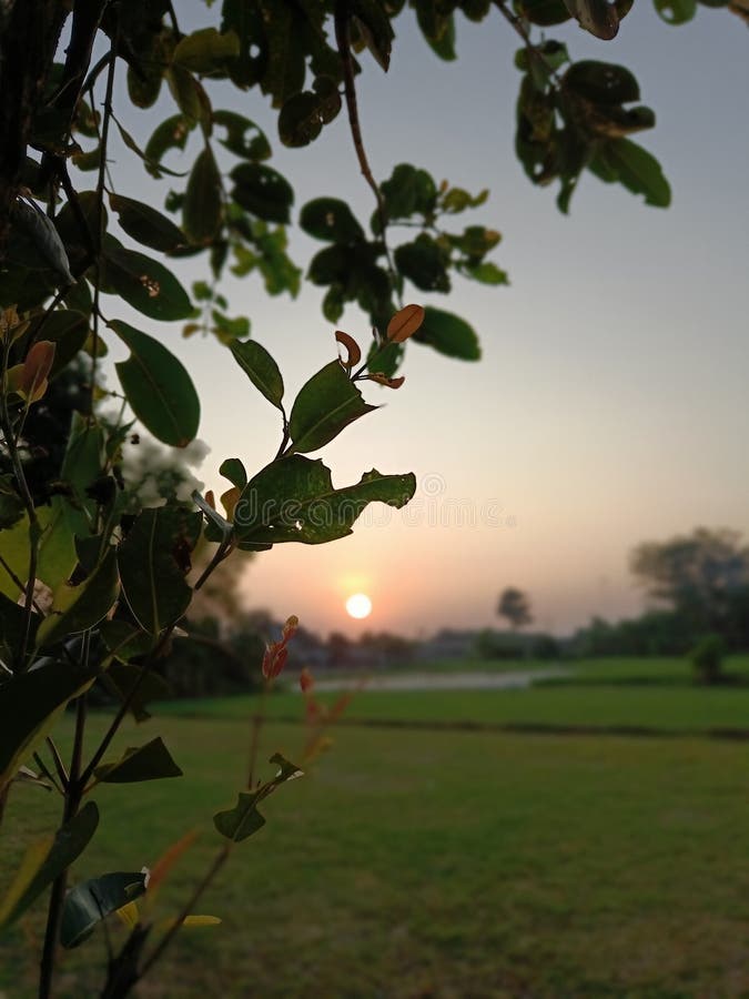 Peek at the Beauty of the Sunrise Behind the Leaves Stock Photo - Image of flower, field: 279221008