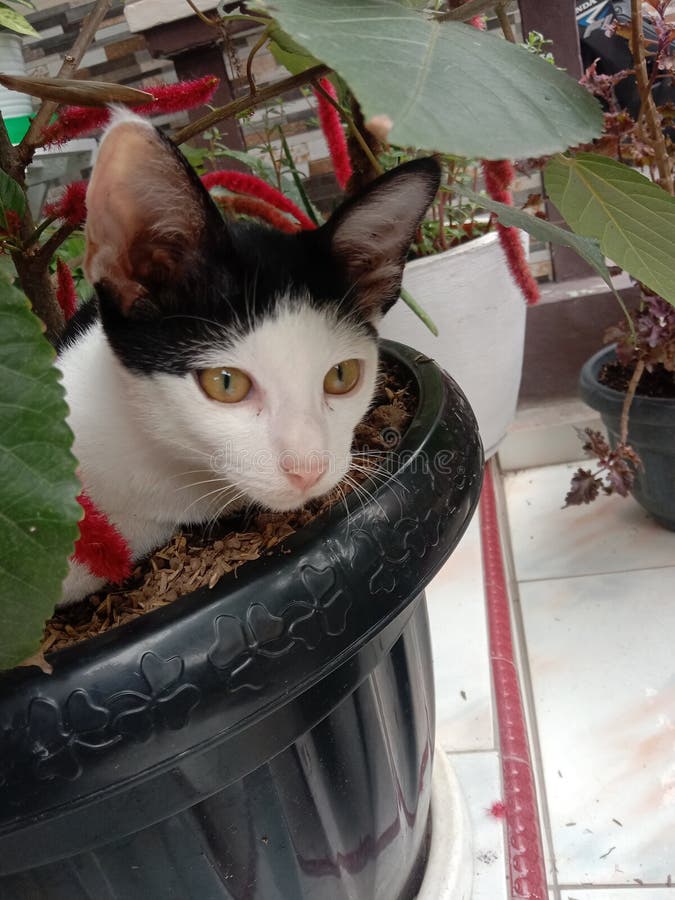 Peek a bo cat stock photo. Image of carnivore, animal - 219285532