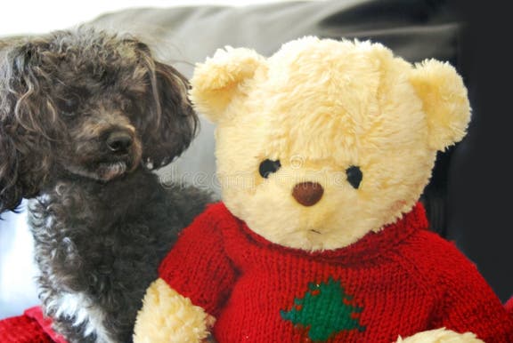 Peek a Boo stock image. Image of stuffed, toys, cute, care - 7368993