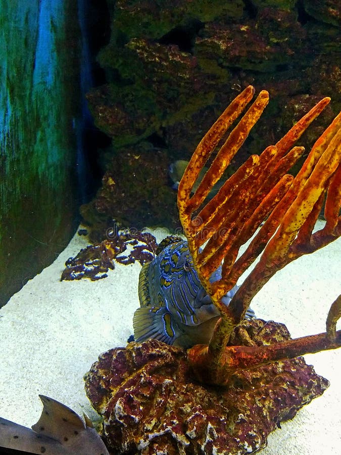 Peek-a-boo stock image. Image of peek, coral, playing - 83348223