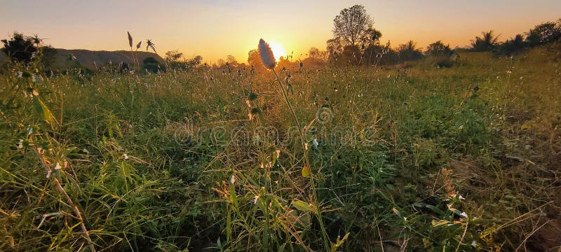 Peek a boo sun stock image. Image of plant, buds, morning - 265016963