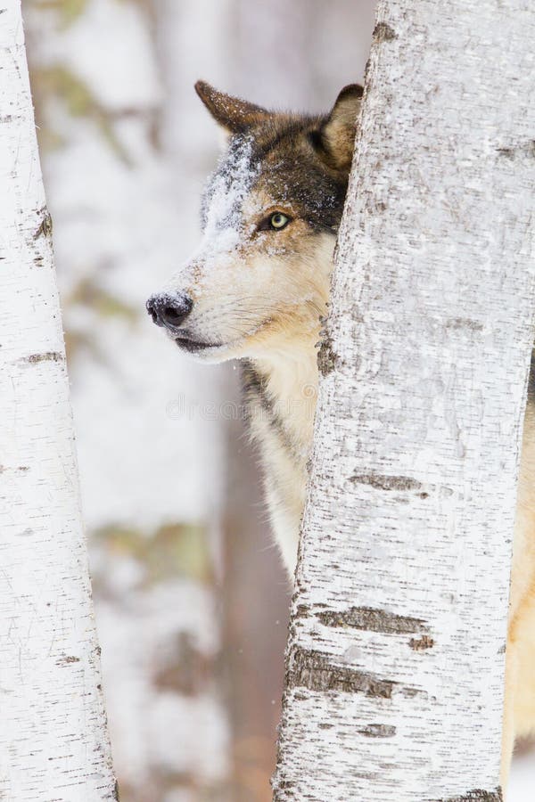 144 Wolf Behind Tree Stock Photos - Free & Royalty-Free Stock Photos ...