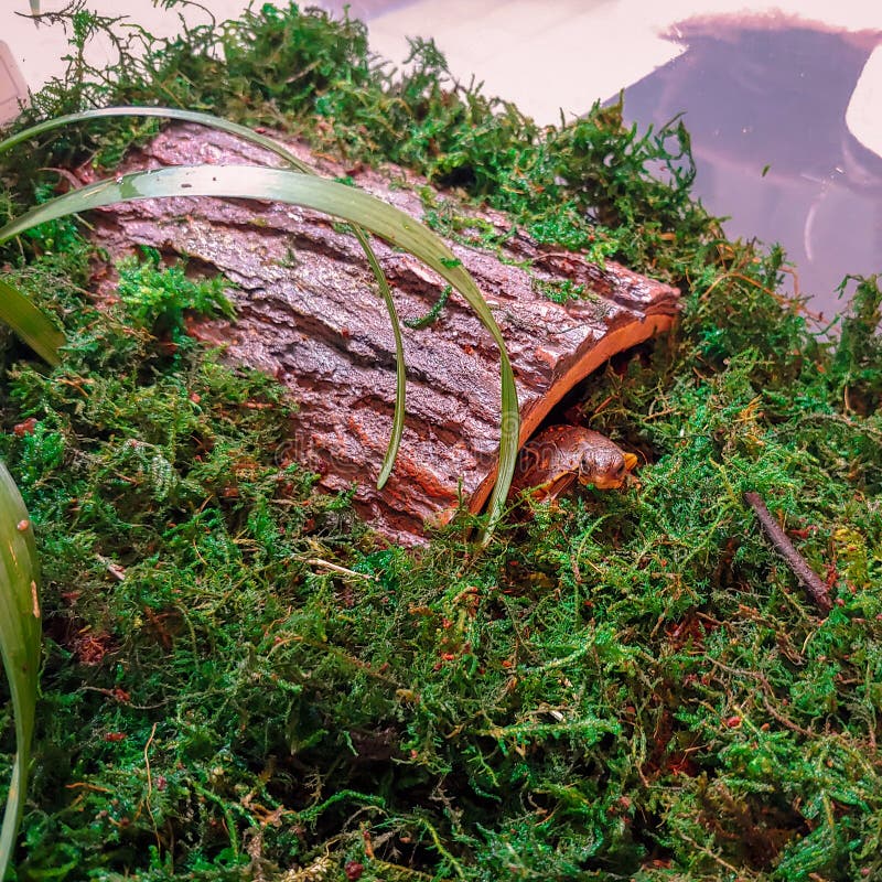 Peek-a-boo stock image. Image of iseeyou, turtle, peekaboo - 157694939