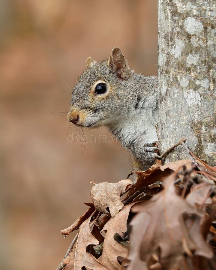 Gray Squirrel on Tree Trunk Stock Photo - Image of curiousity, acorns ...