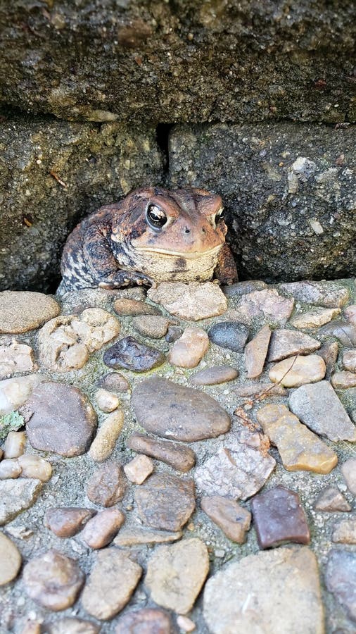 Peekaboo Toad Stock Photos - Free & Royalty-Free Stock Photos from ...