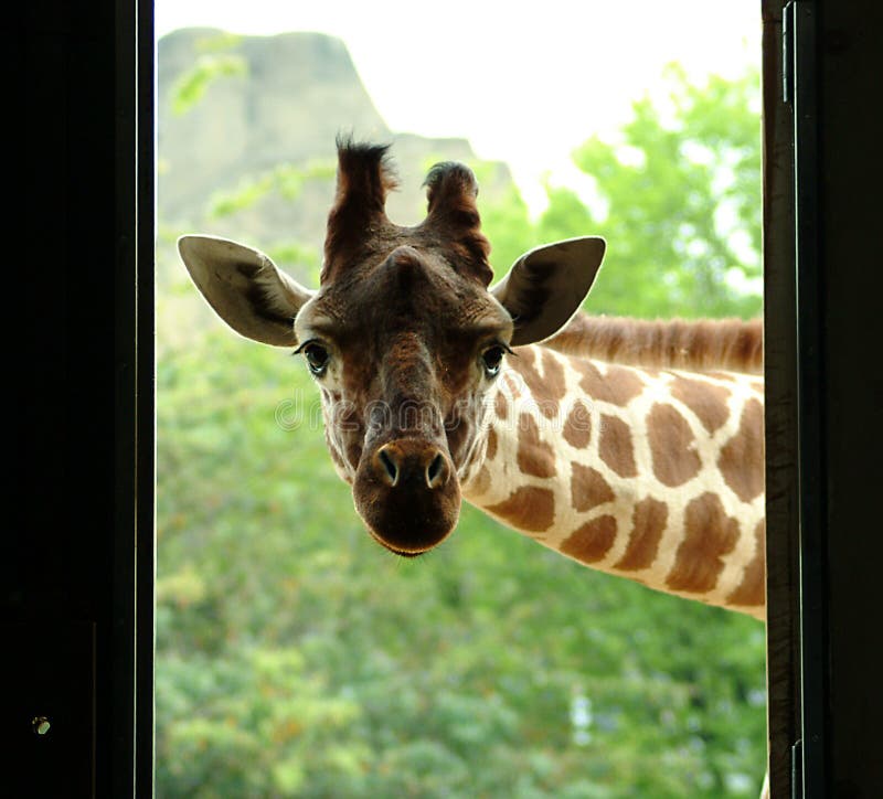 Peekaboo giraffe stock image. Image of mammal, giraffe - 99178577