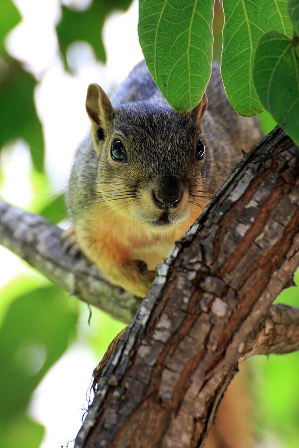 Peekaboo Squirrel stock photo. Image of closeup, tree - 21044068
