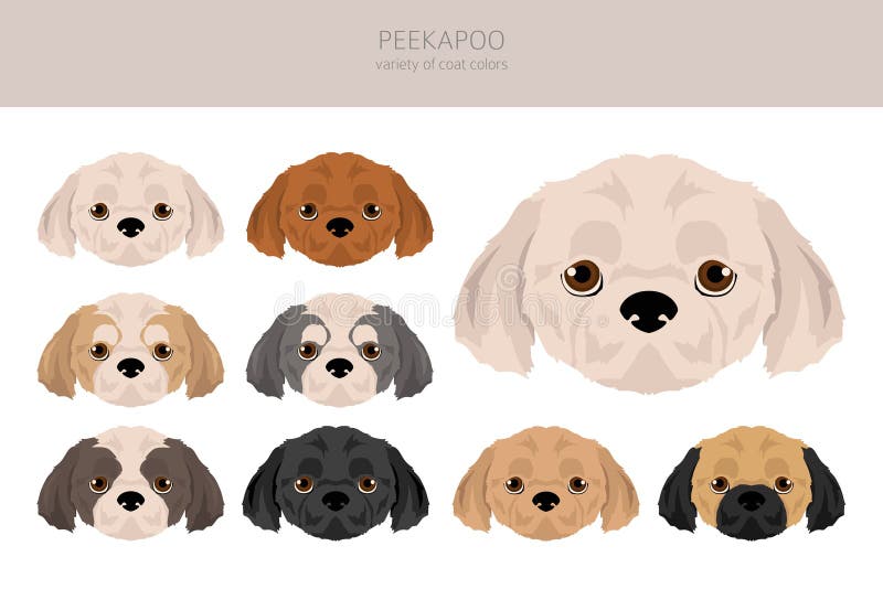 Peekapoo Clipart. Pekingese Poodle Mix Stock Vector - Illustration of ...