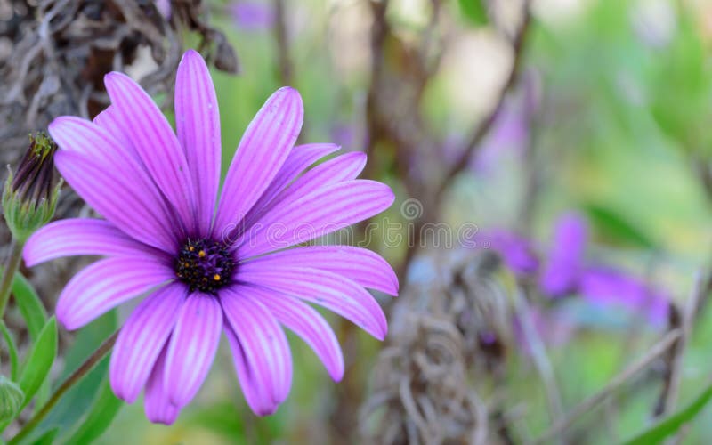 Solitary Flower stock image. Image of garden, pretty, bright - 6565875