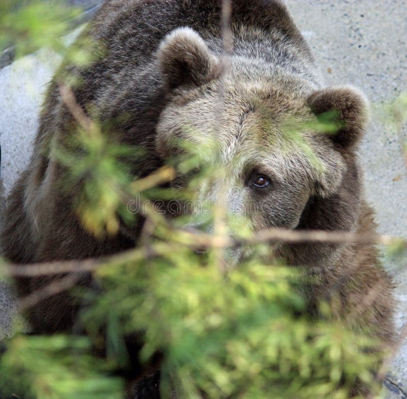 Brown Bear Hiding Behind The Tree Stock Photo - Image of forests, brown ...