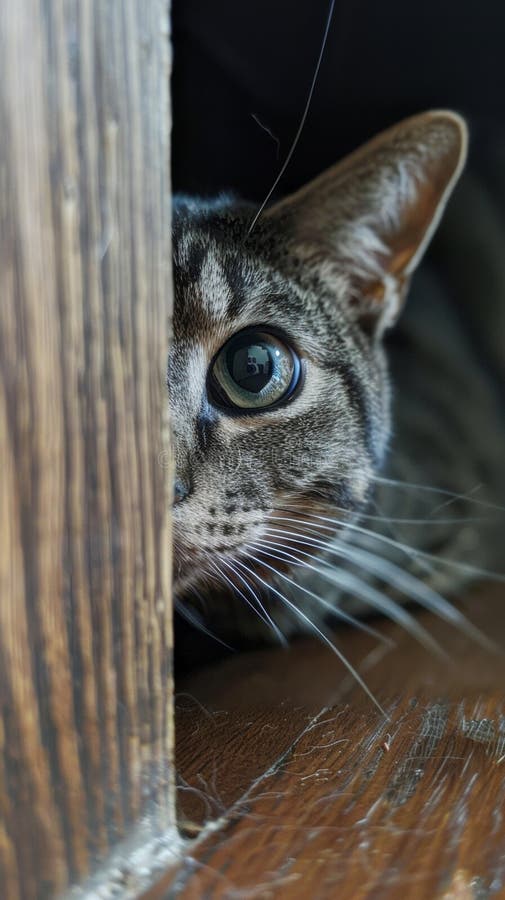 Peeking Cat with One Eye Visible Stock Image - Image of domestic ...