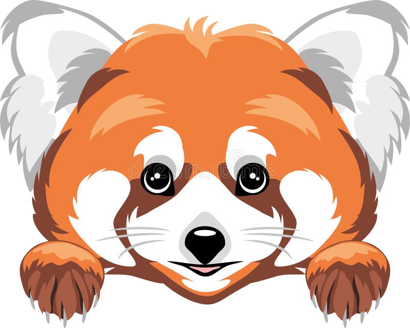 Peeking Cute Red Panda Isolated on White Stock Vector - Illustration of ...