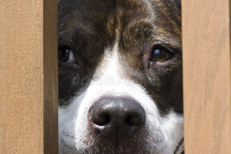 Peeking Dog stock image. Image of adorable, look, face - 782833