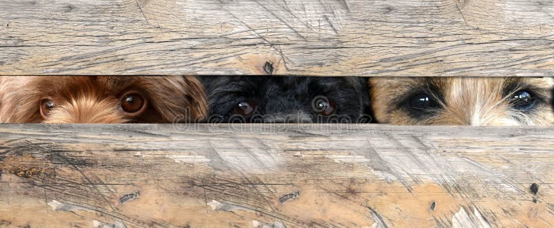 Peeking dogs stock image. Image of eyes, together, zwetna - 72087939