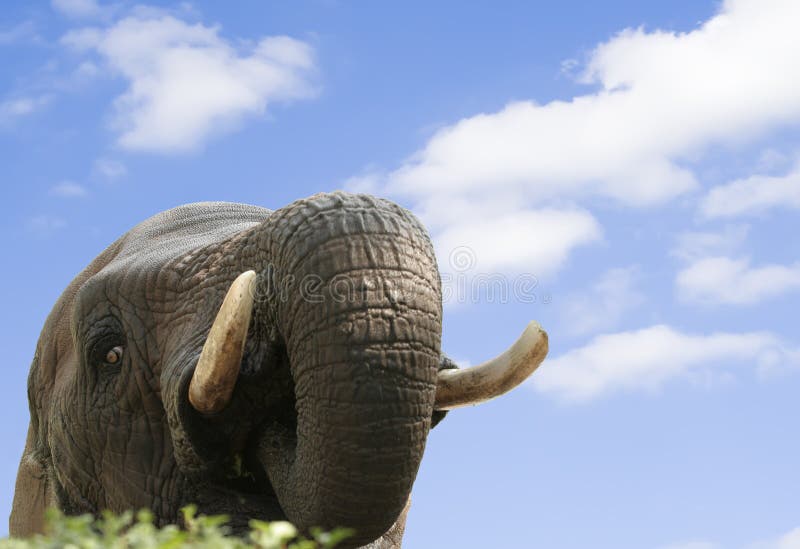 Peeking Elephant stock photo. Image of clouds, poaching - 3773114