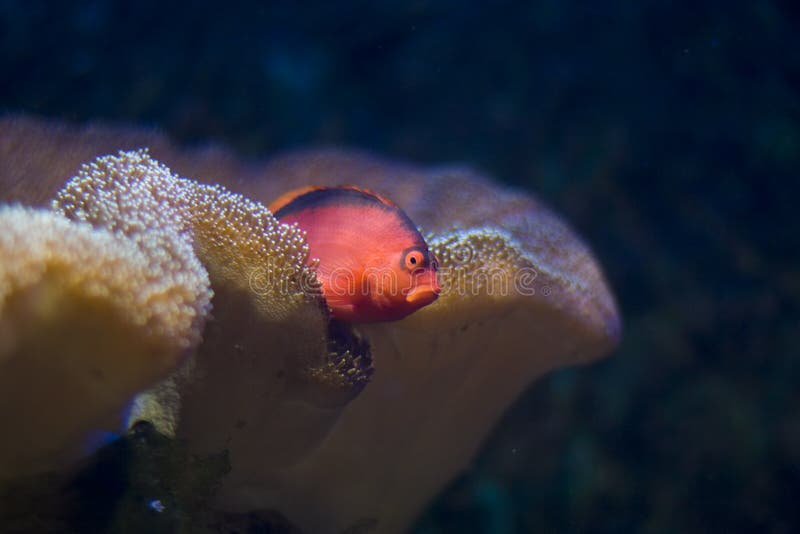 725 Scared Fish Stock Photos - Free & Royalty-Free Stock Photos from ...