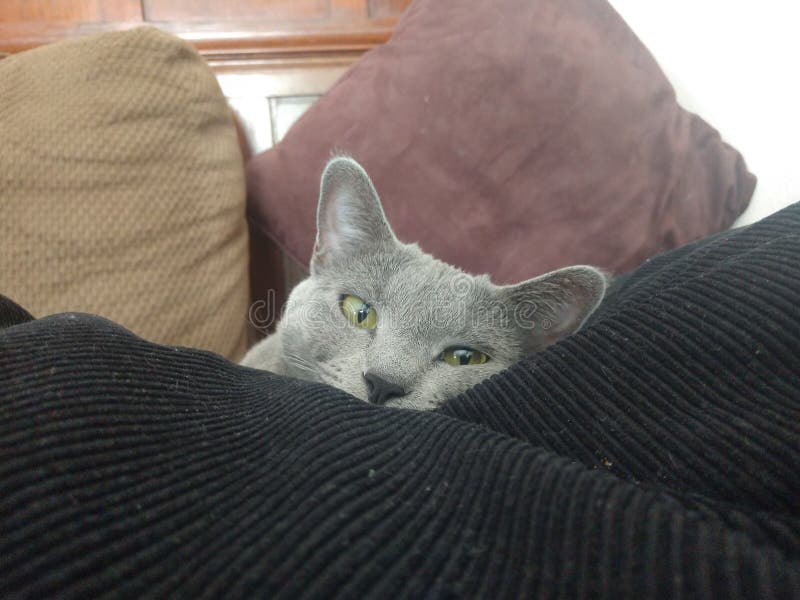 Peeking Kitty stock image. Image of cute, pillow, kitten - 107635815