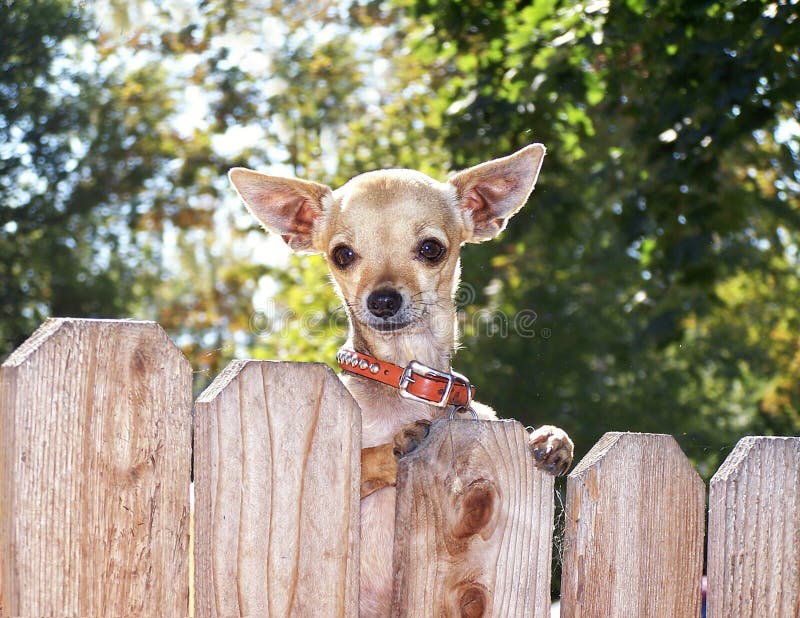 Peeking over the fence stock photo. Image of summer, chihuahua - 27930762