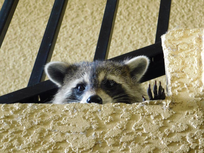 Peeking Racoon stock image. Image of wildlife, raccoon - 238551951
