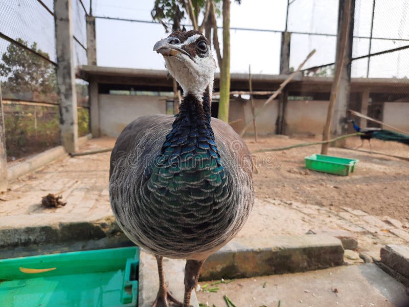 Peekok Child in Selective Focus in the Zoo Stock Image - Image of bird ...