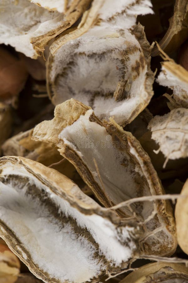 Peel of american peanuts stock photo. Image of cooking - 130964626