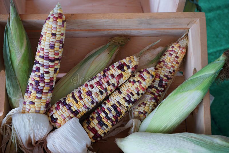 Peel Fresh Fancy Corn after Harvesting Stock Photo - Image of harvest ...