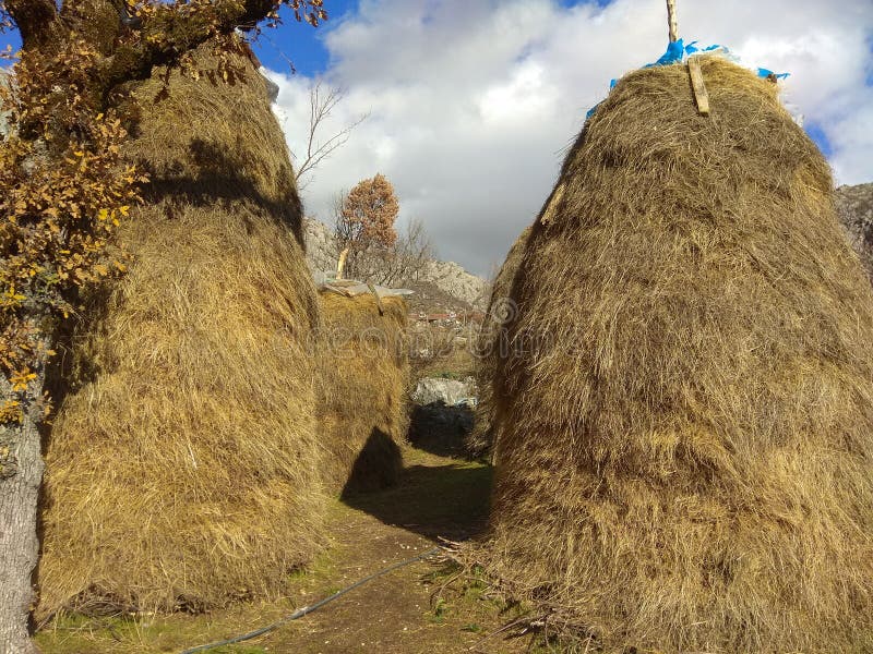 Peel of grass for winter stock photo. Image of grass - 106160404