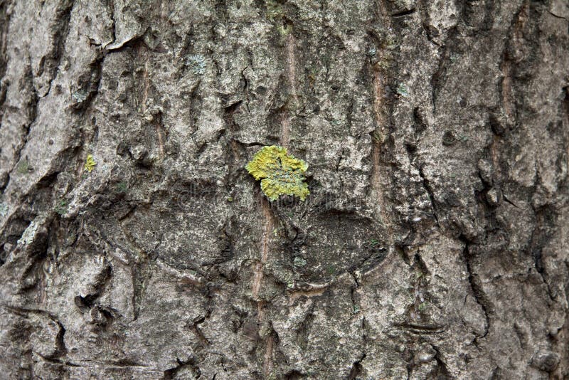 Peel tree with growing stock image. Image of skin, pine - 76168643