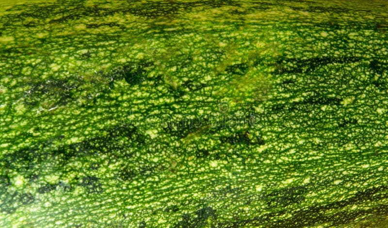 Peel of the zucchini stock photo. Image of branch, juicy - 73986634