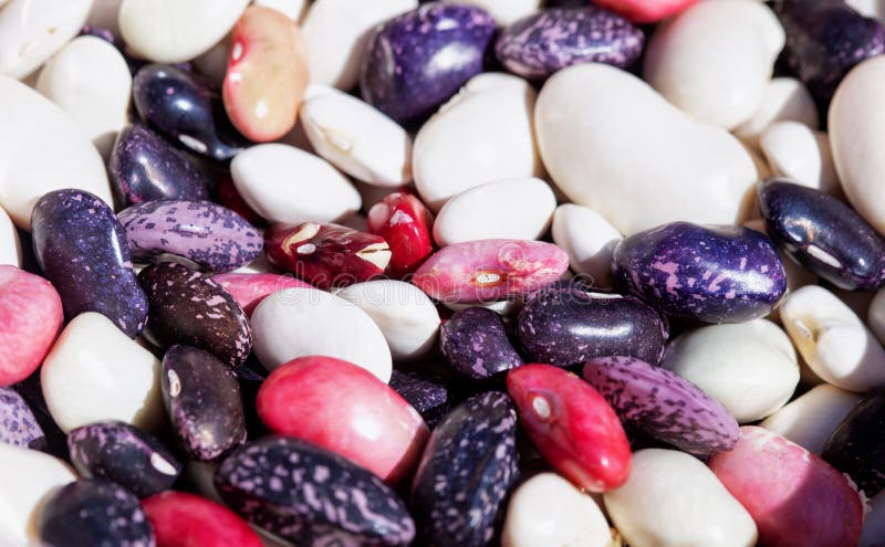 Peeled Beans of Different Varieties and Colors Stock Photo - Image of ...