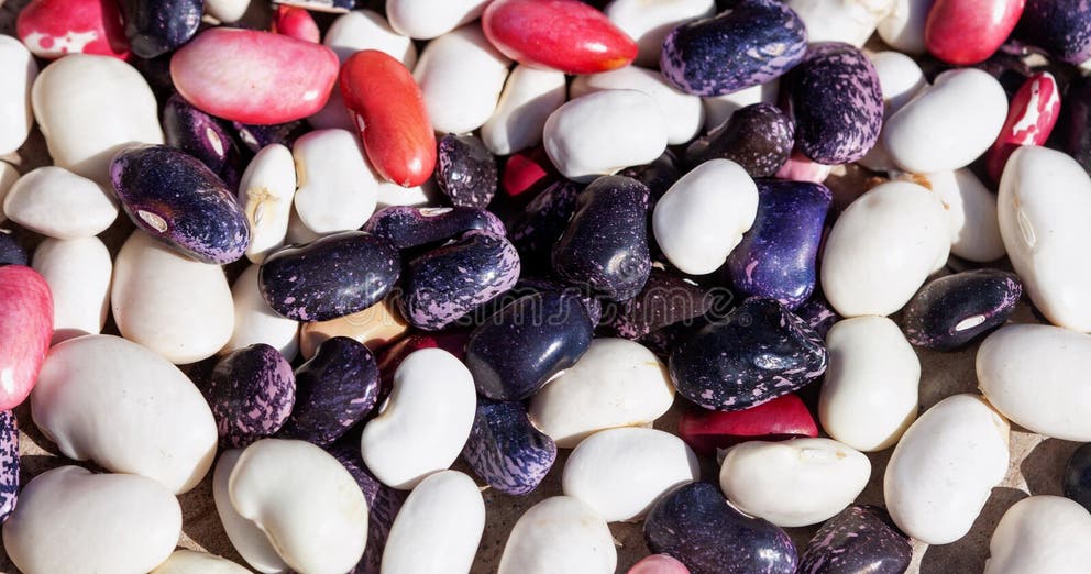 Peeled Beans of Different Varieties and Colors Stock Image - Image of ...