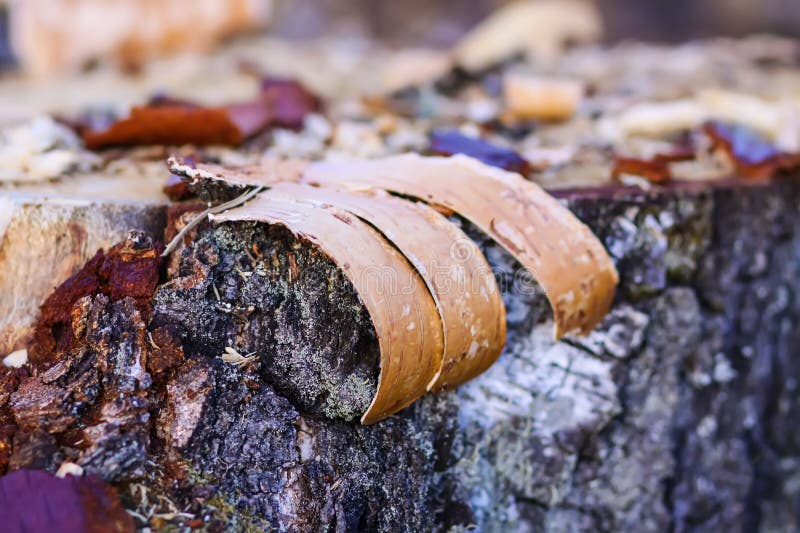 Peeled Birch Tree Bark on the Ground on the Lumber Camp Stock Image ...