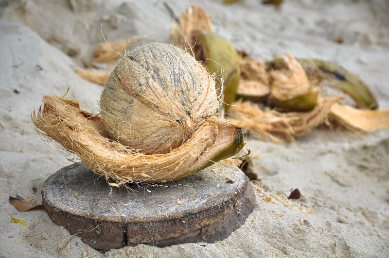 Peeled Coconut and Peel beside it Stock Image - Image of fresh, coconut ...