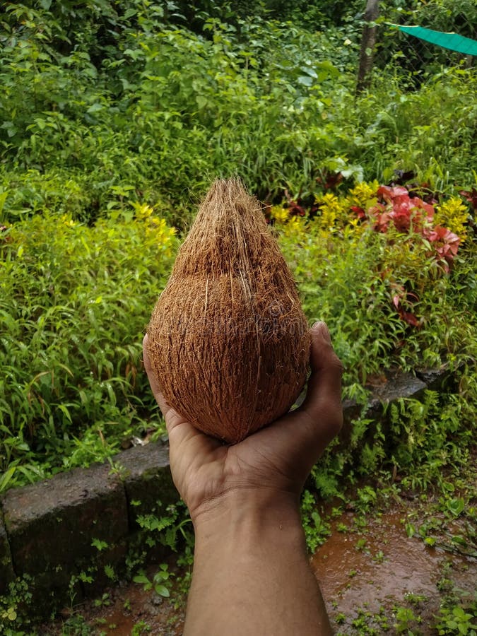 Peeled Coconut Picking in Hand, India Stock Photo - Image of peeled ...