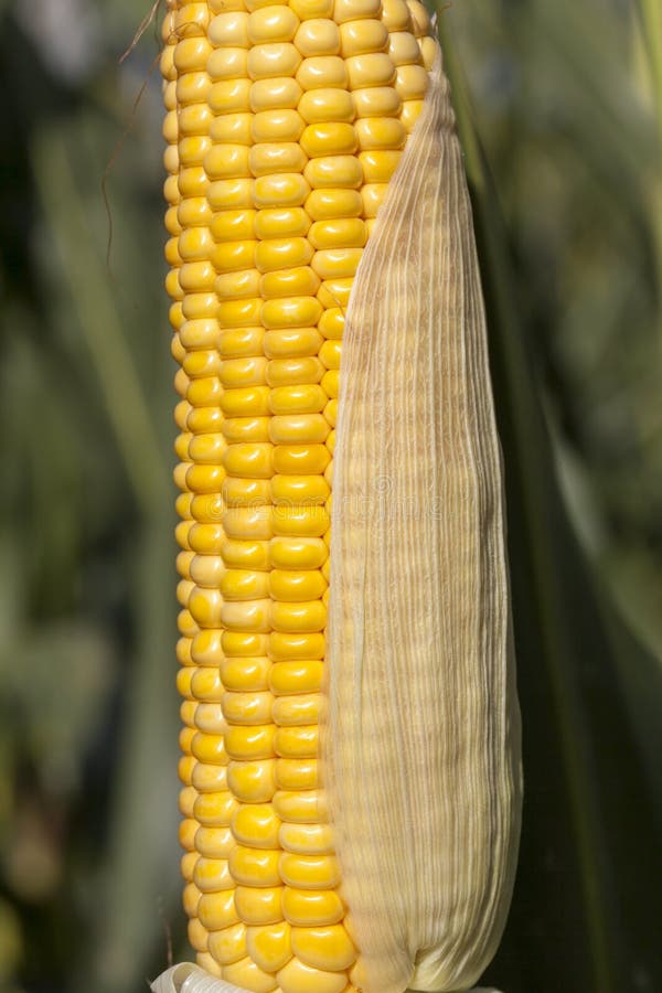 Corn leaf details stock photo. Image of harvest, maize - 129413880