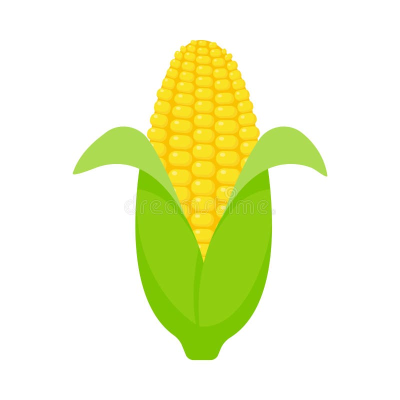 Peeled Corn Ears. Corn Vector Yellow Fruit Stock Vector - Illustration ...